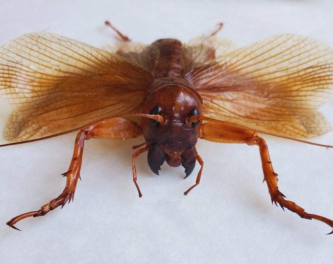 Huge Bulldog Raspy Raptor Cricket Sia Ferox Framed Catyd Shadowbox - Etsy