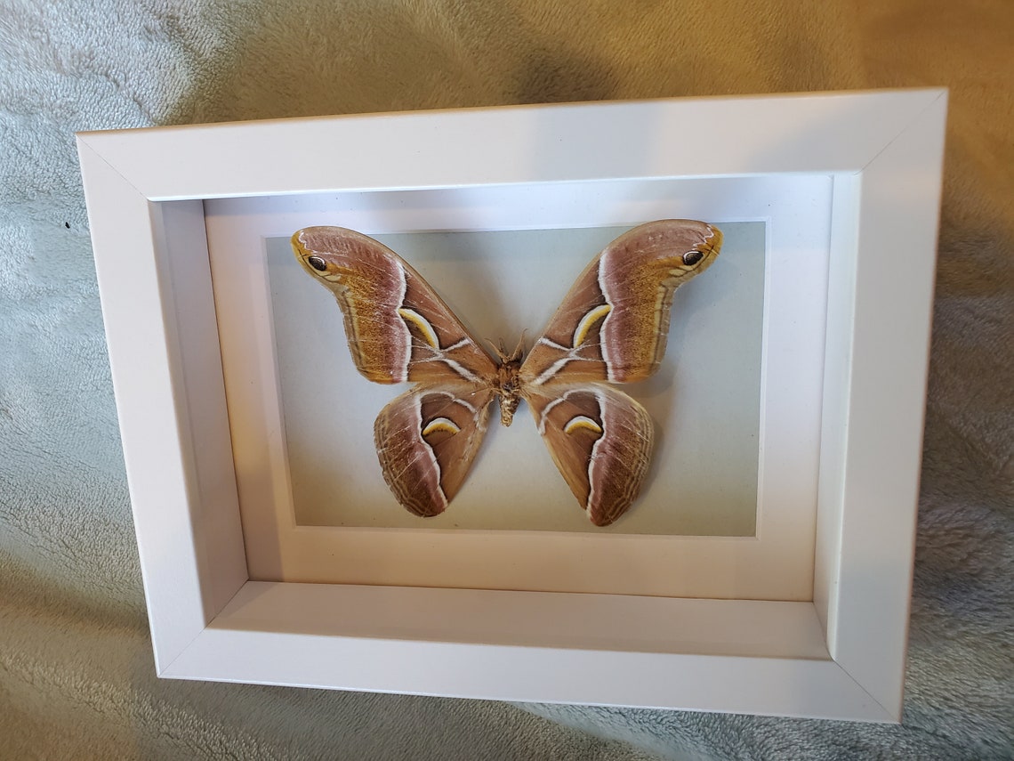 Samia Cynthia Ricini Eri Silk Moth Ailanthus Snakehead - Etsy Canada