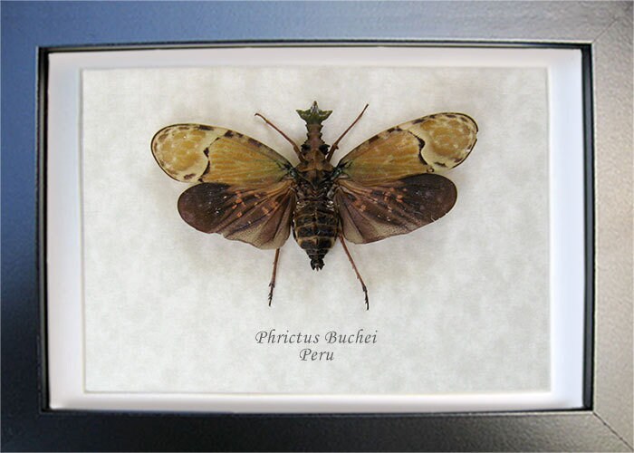 Wart Head Dragon Bug Lanternfly Phrictus Buchei Entomology - Etsy Australia