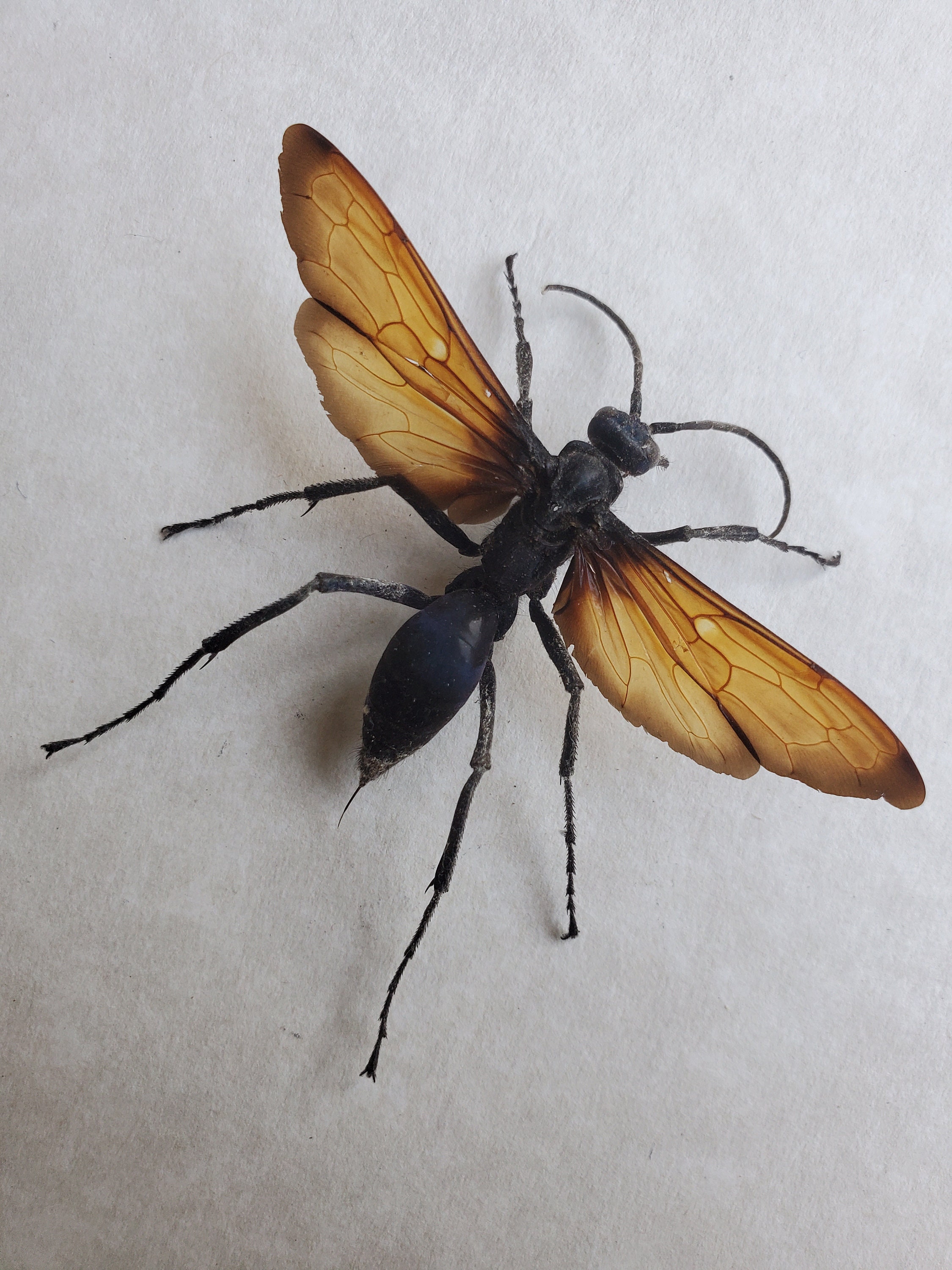 Tarantula Hawk Stinger