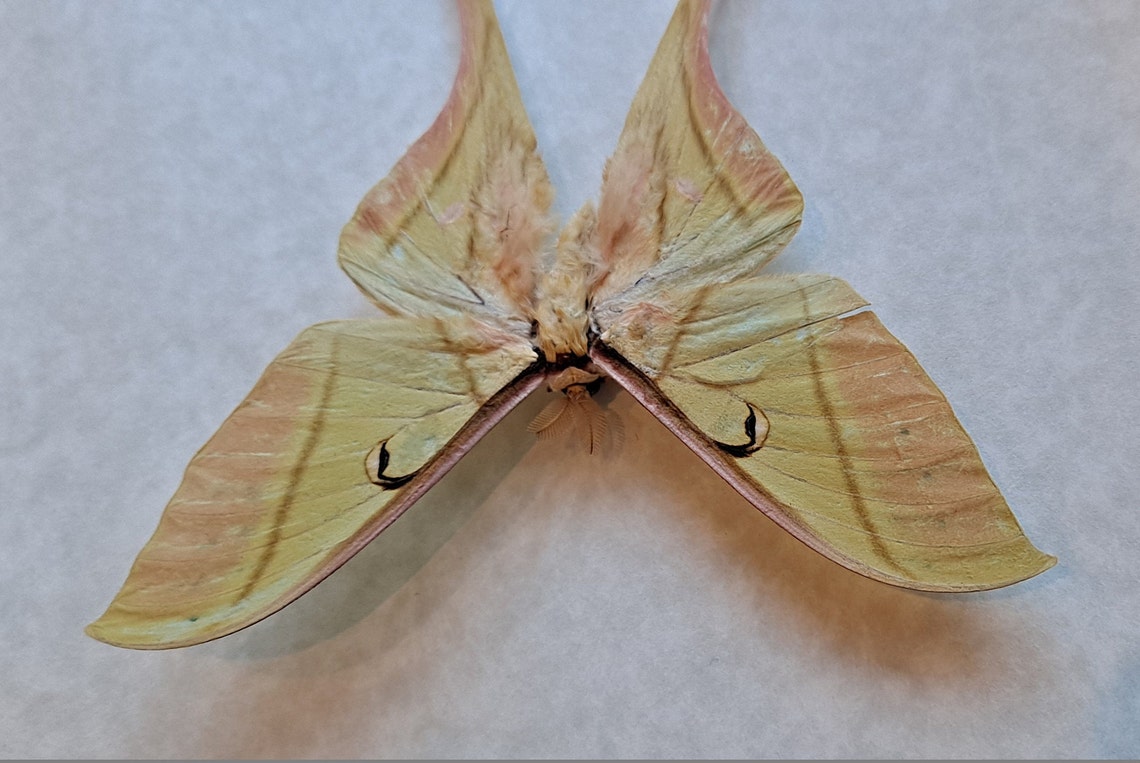 Actias Rhodopneuma Pink Spirit Moth Actias Rhodopneuma Framed - Etsy