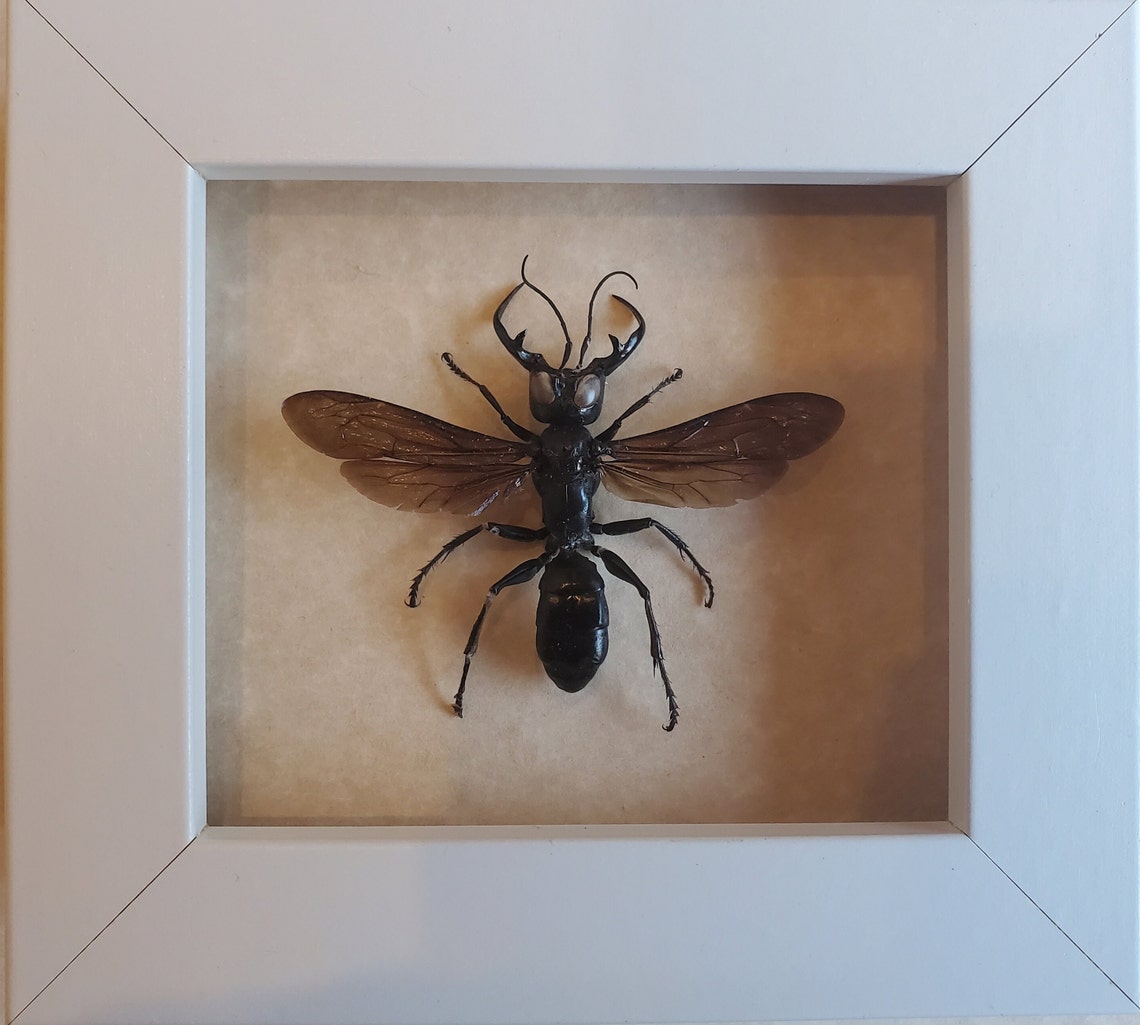 King Wasp Megalara Garuda Framed Hymenoptera Shadowbox Display - Etsy