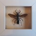 King Wasp Megalara Garuda Framed Hymenoptera Shadowbox Display - Etsy
