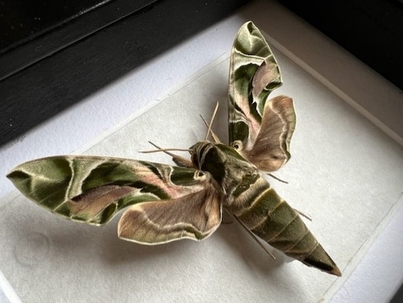 Camo Moth With Pattern