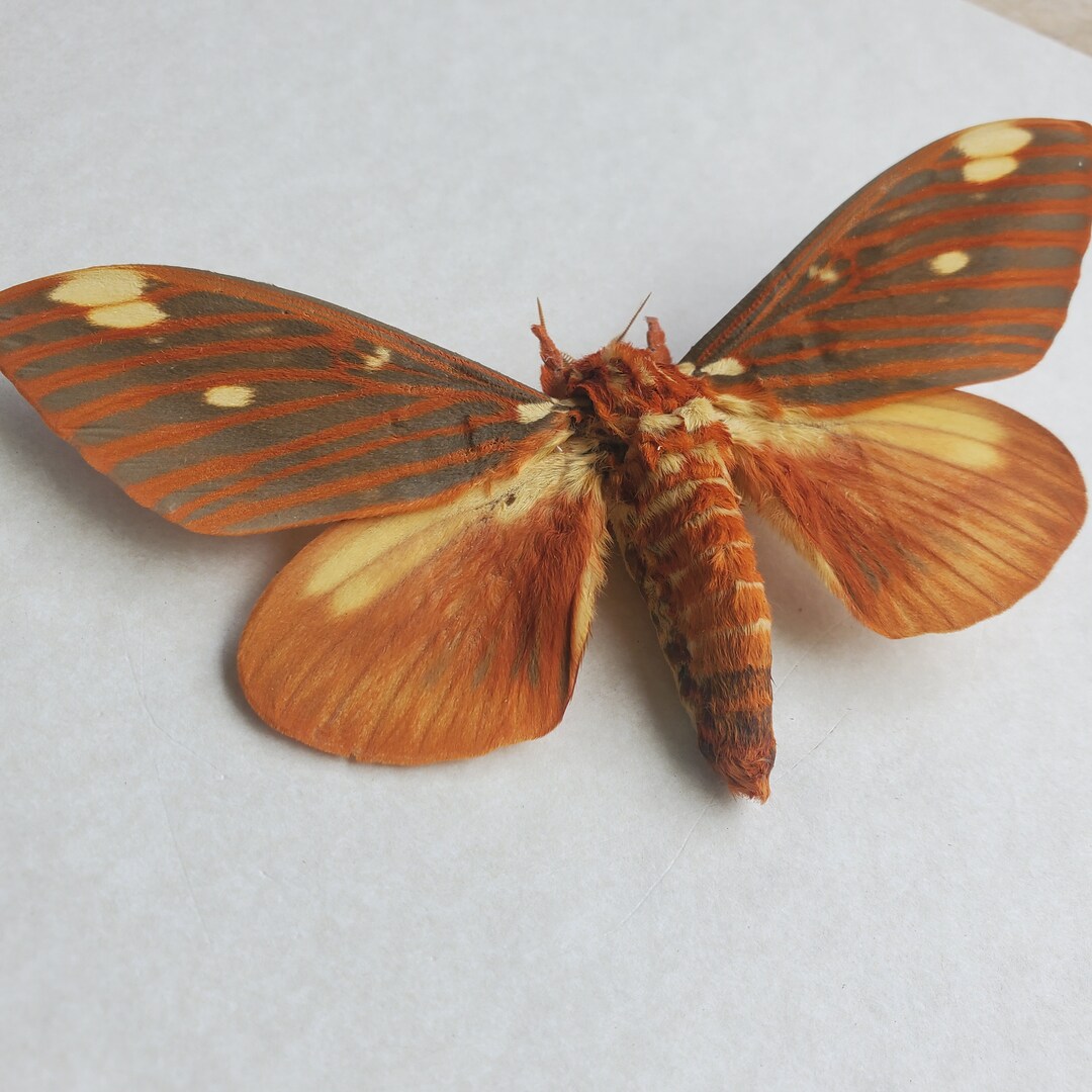 Regal Royal Walnut Moth Citheronia Regalis Saturnidae Framed in ...