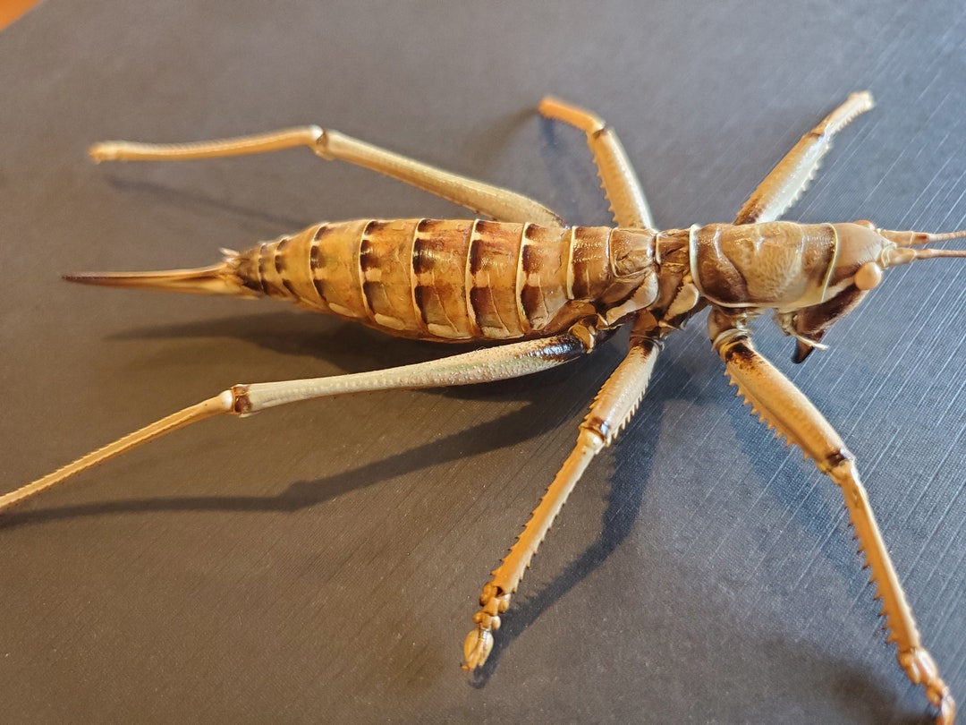Predatory Jordan Katydid Saga Ephippigera Bush Cricket Framed ...