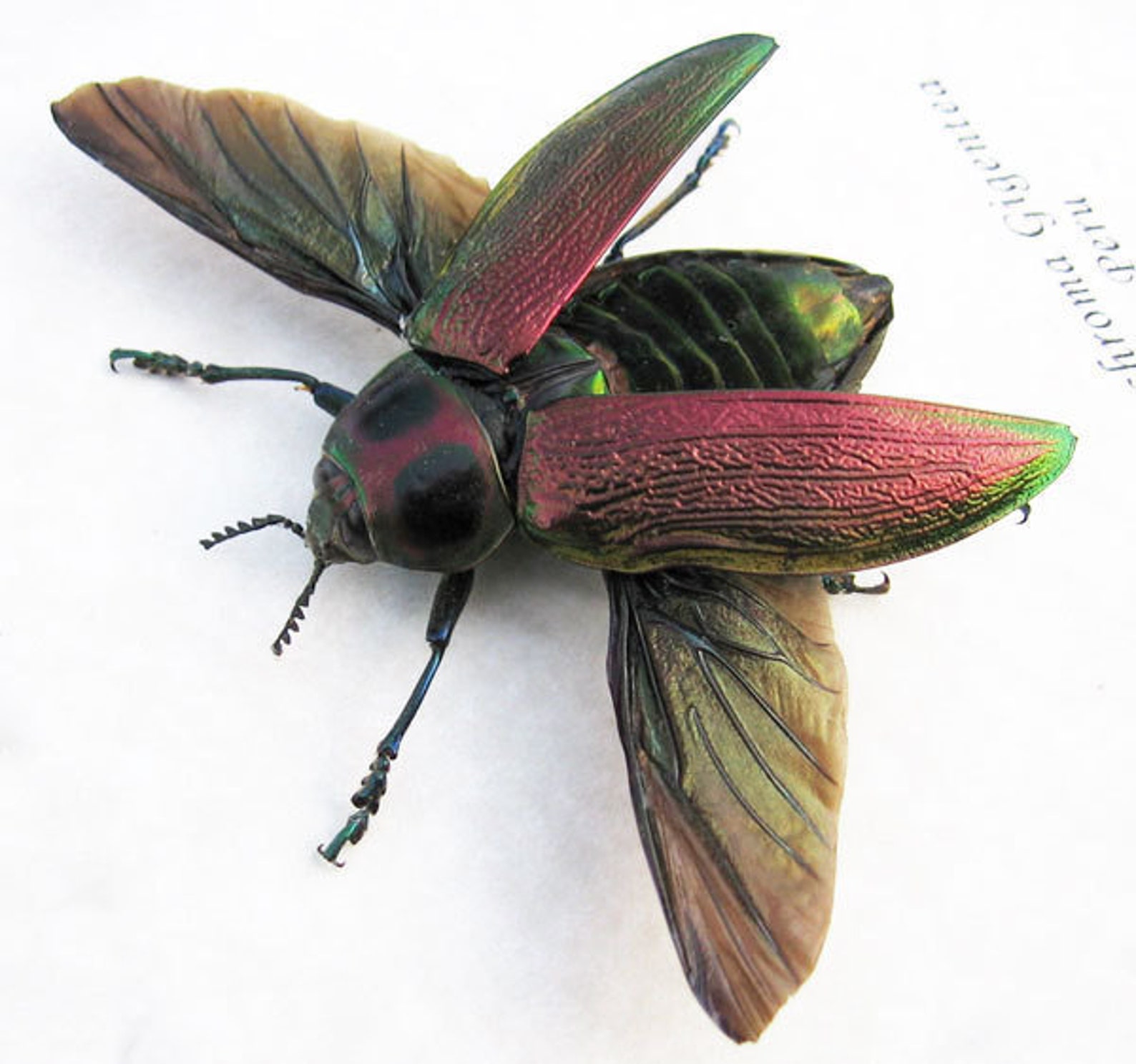 Giant Shiny Metallic Ceiba Wood Borer Jewel Flying Beetle - Etsy