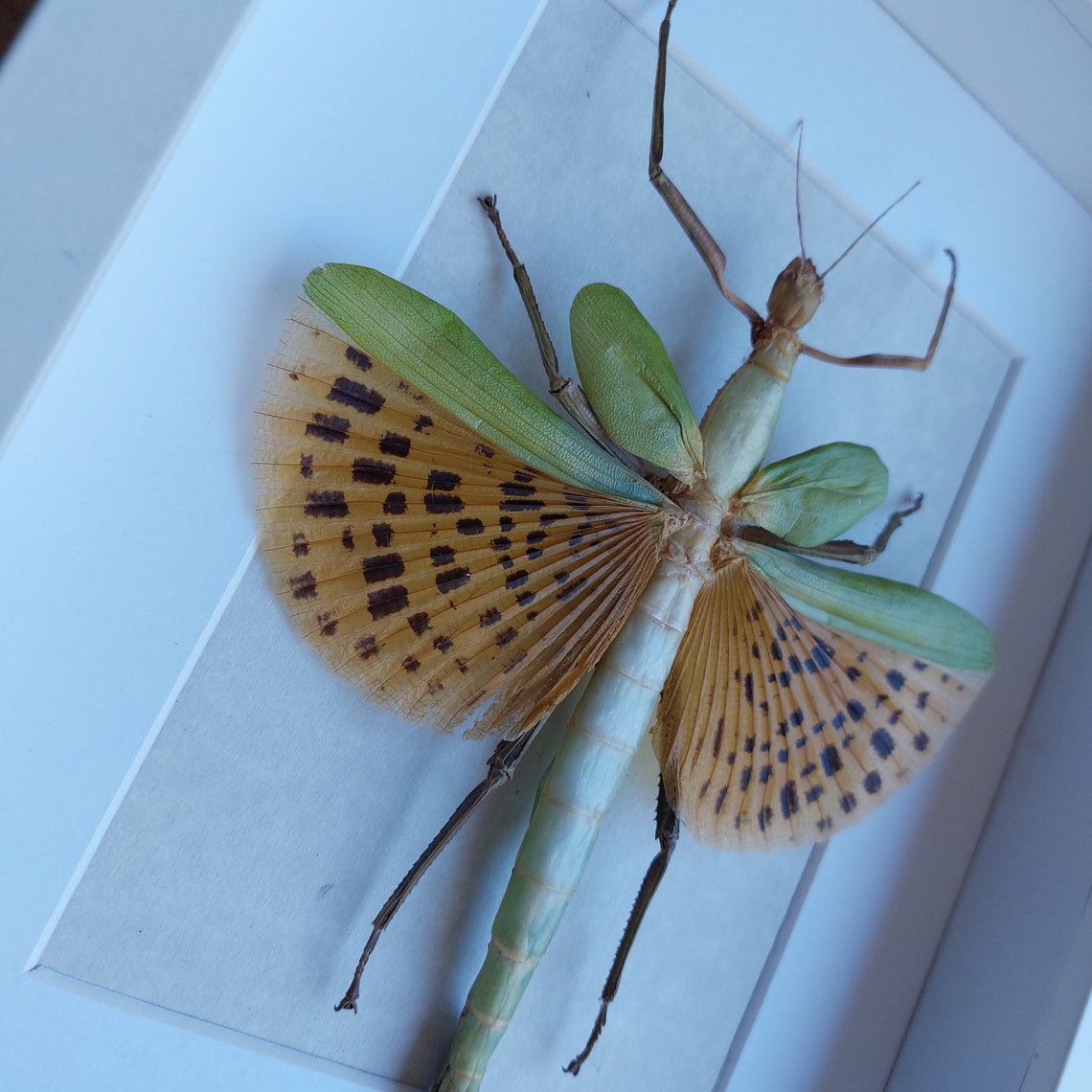 Leopard Winged Walking Stick Insect Paracyphocrania Major - Etsy