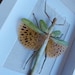 Leopard Winged Walking Stick Insect Paracyphocrania Major Framed ...