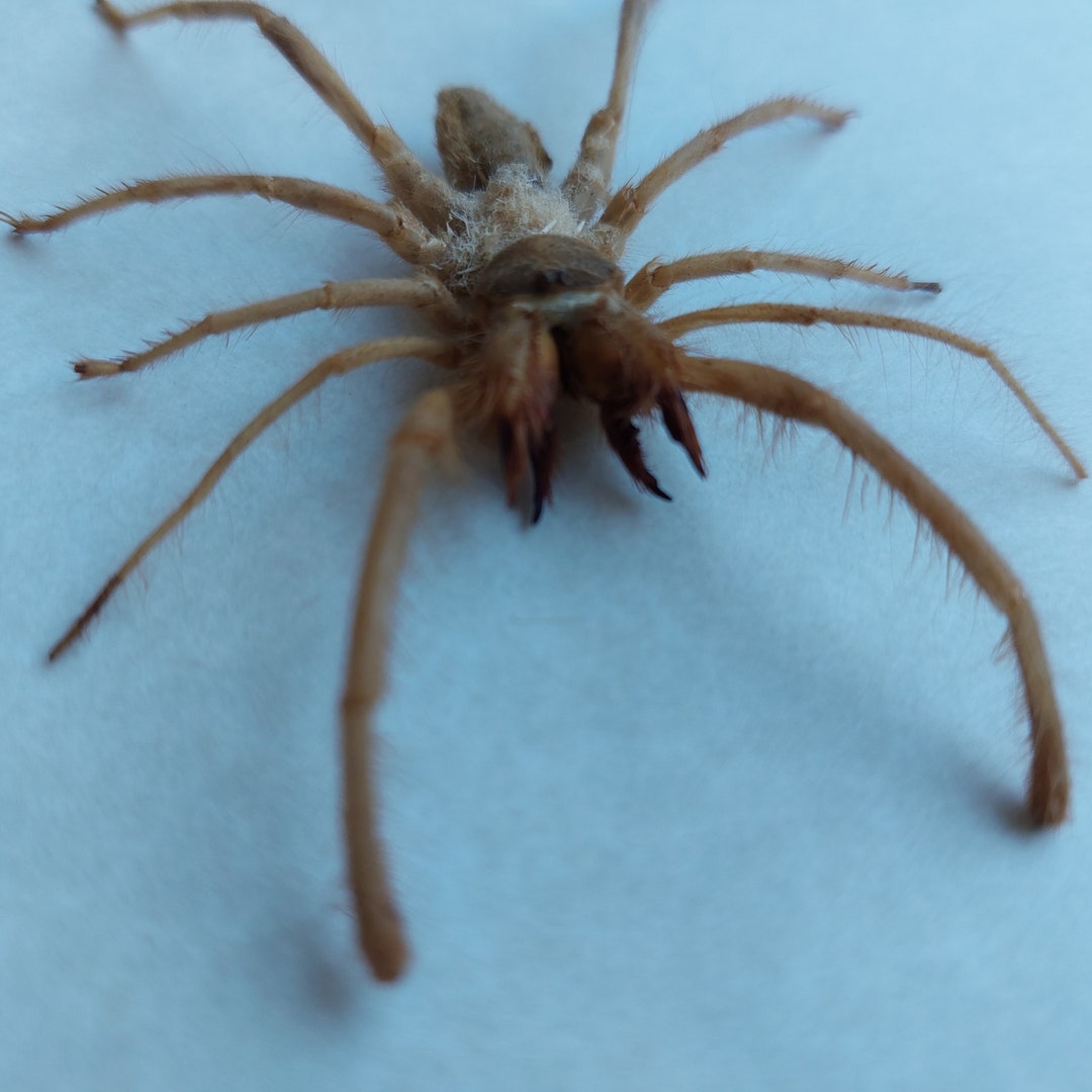 Camel Sunspider Eremobates Pallipes Mini Windscorpion Framed - Etsy