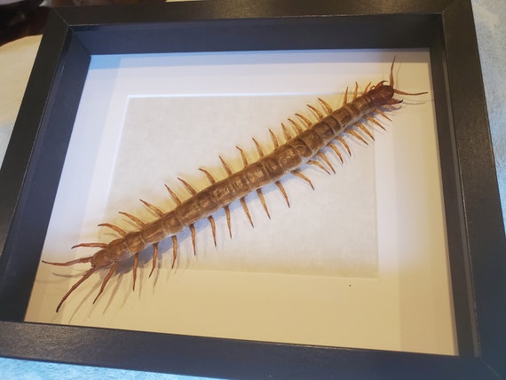 Scolopendra Gigantea Robusta