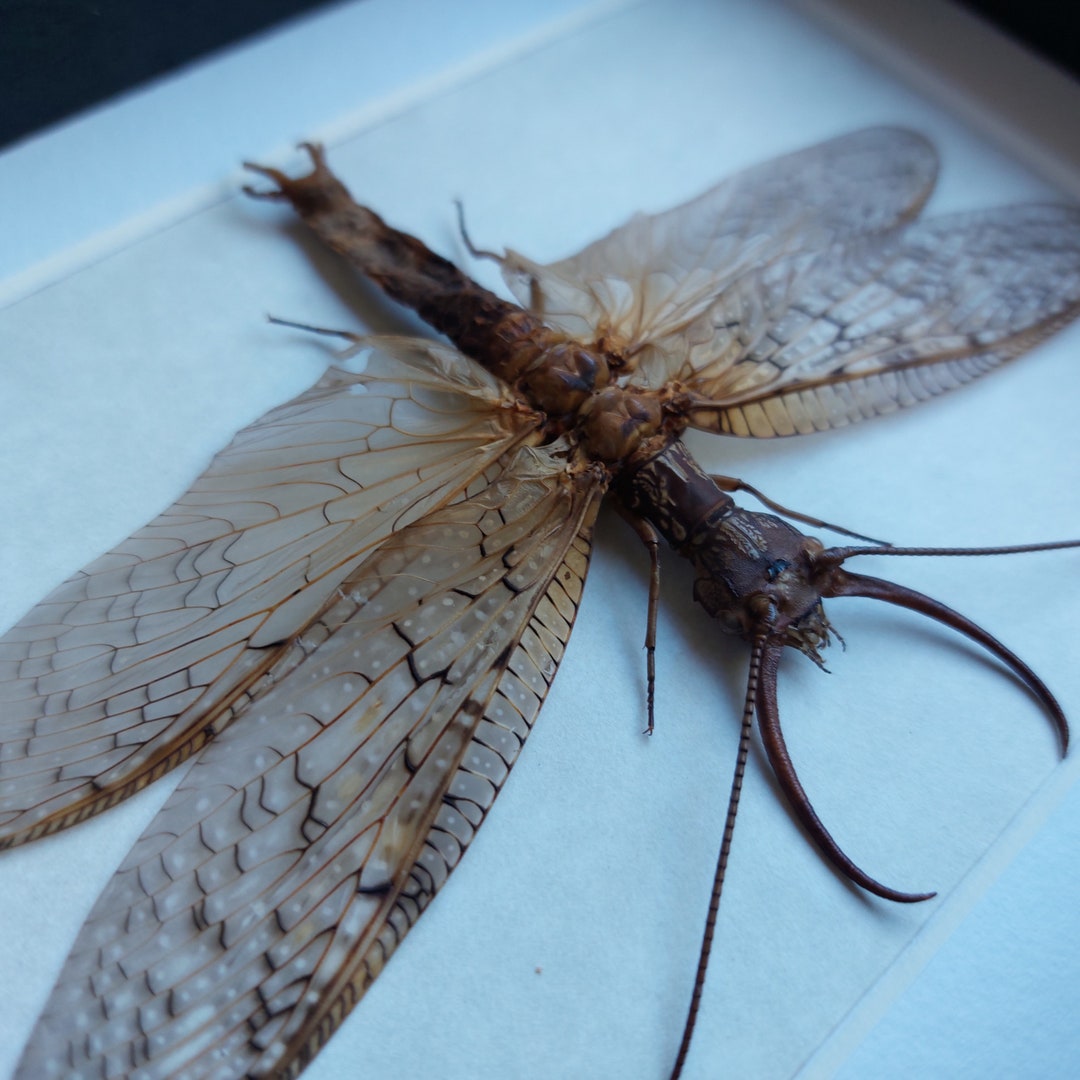 Horny Eastern Dobsonfly Corydalus Cornutus Framed in Shadowbox Display ...