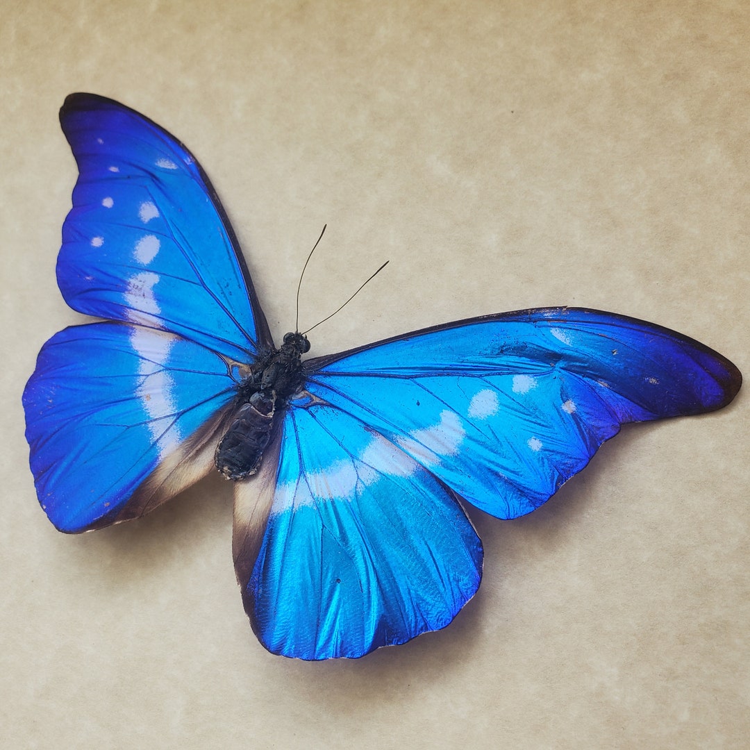 Morpho Rhetenor Helena Butterfly Helena Framed Lepidoptera Shadowbox - Etsy