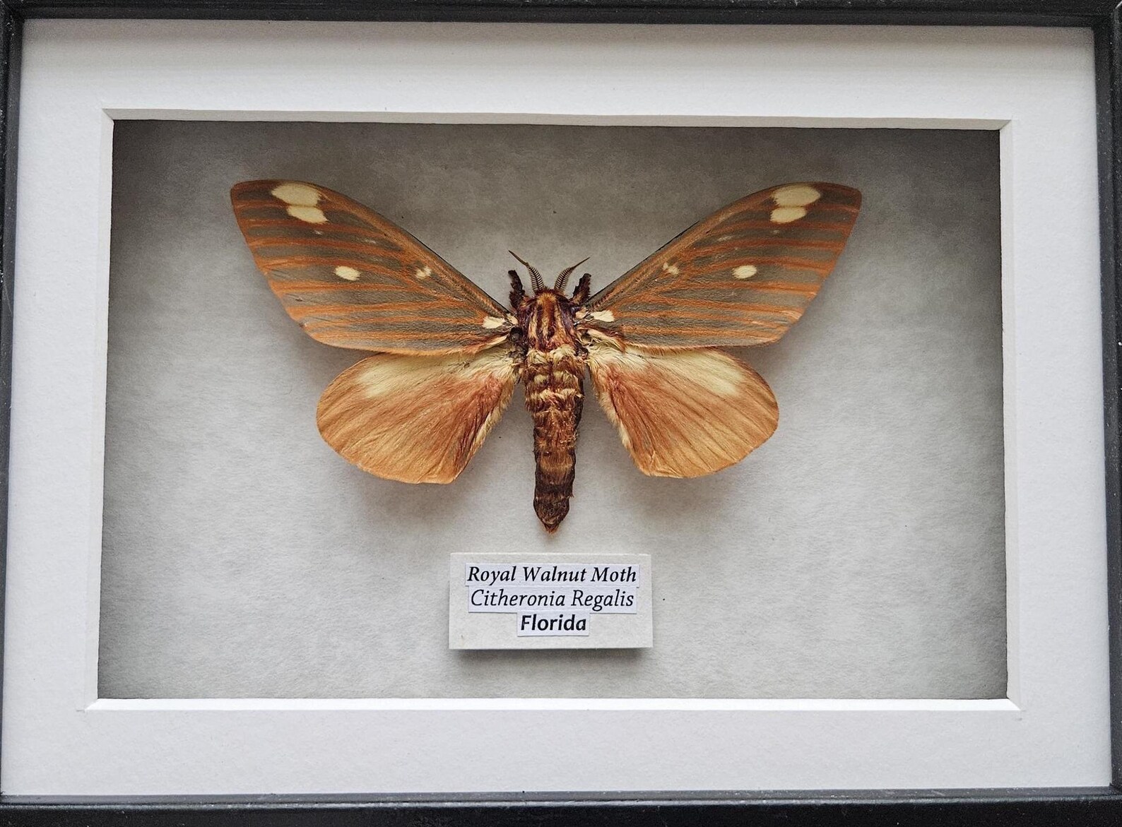 Regal Royal Walnut Moth Citheronia Regalis Saturnidae Framed in ...