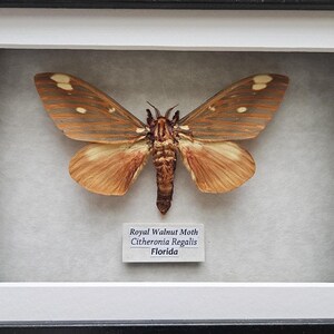 Regal Royal Walnut Moth Citheronia Regalis Saturnidae Framed in ...