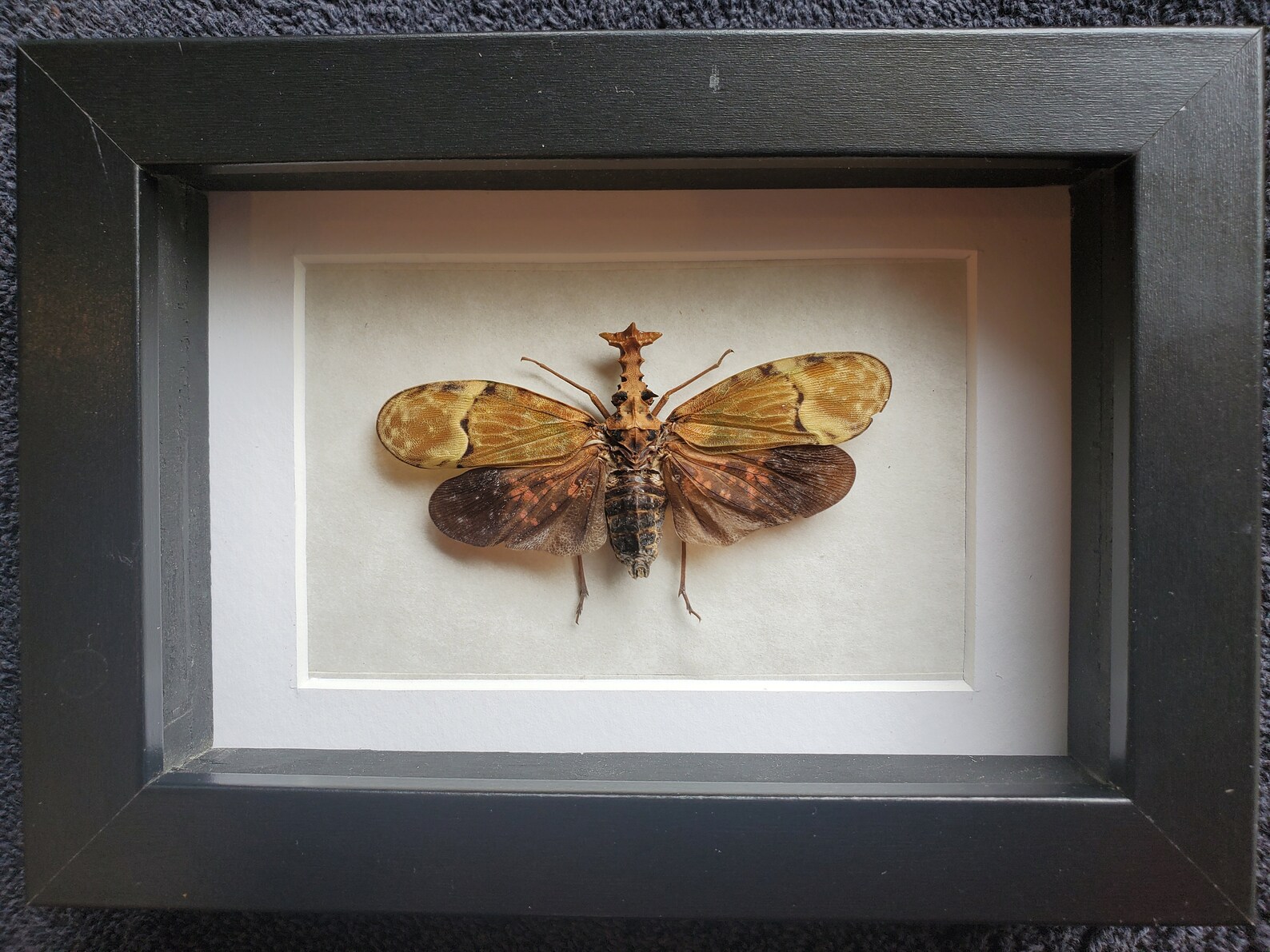 Wart Head Dragon Bug Lanternfly Phrictus Buchei Entomology - Etsy