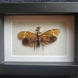 Wart Head Dragon Bug Lanternfly Phrictus Buchei Entomology Collectible ...