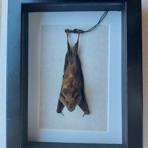 Javan Mastiff Bat Otomops Formosus Taxidermy Framed in Display ...