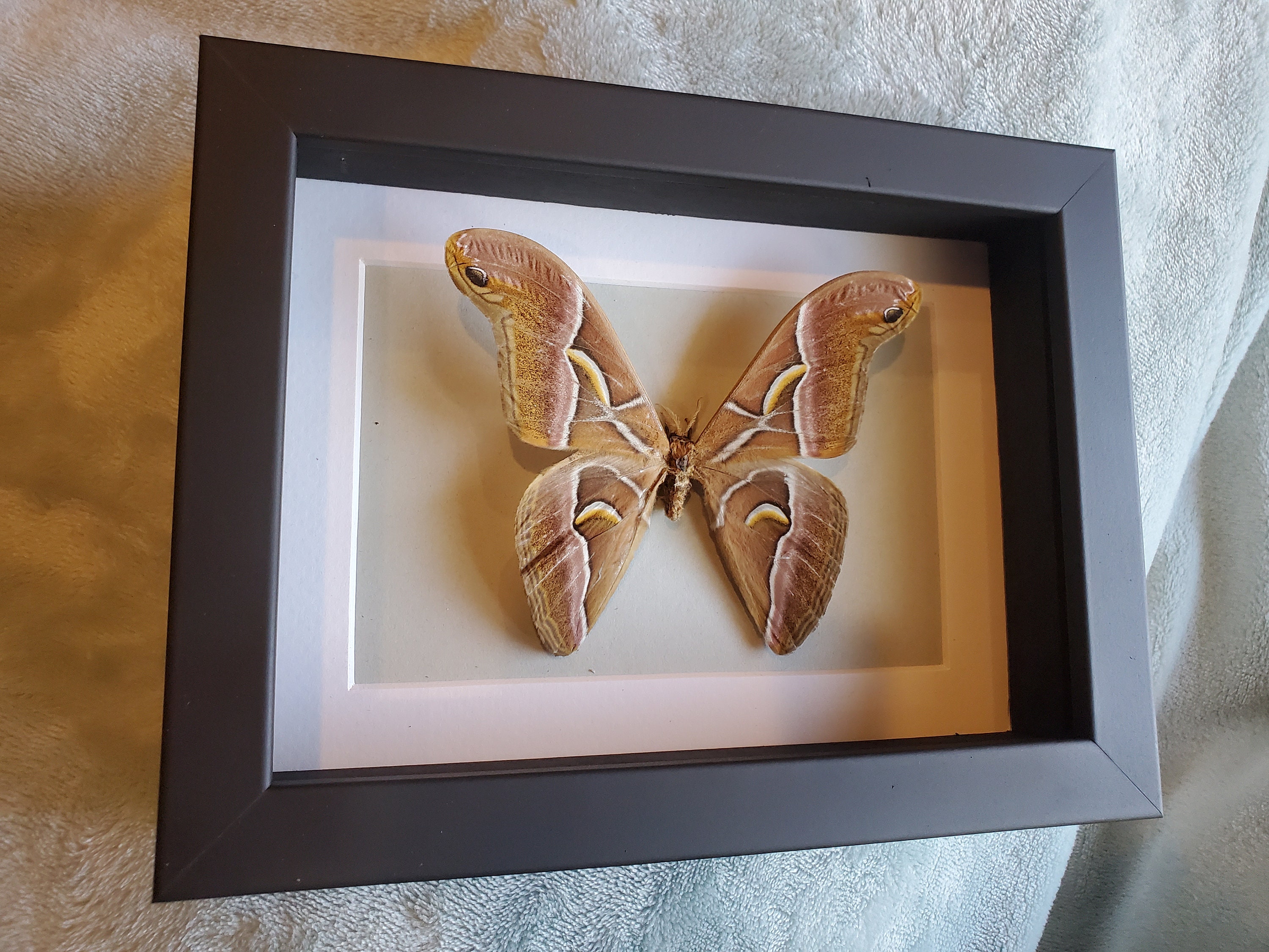 Samia Cynthia Ricini Eri Silk Moth Ailanthus Snakehead | Etsy