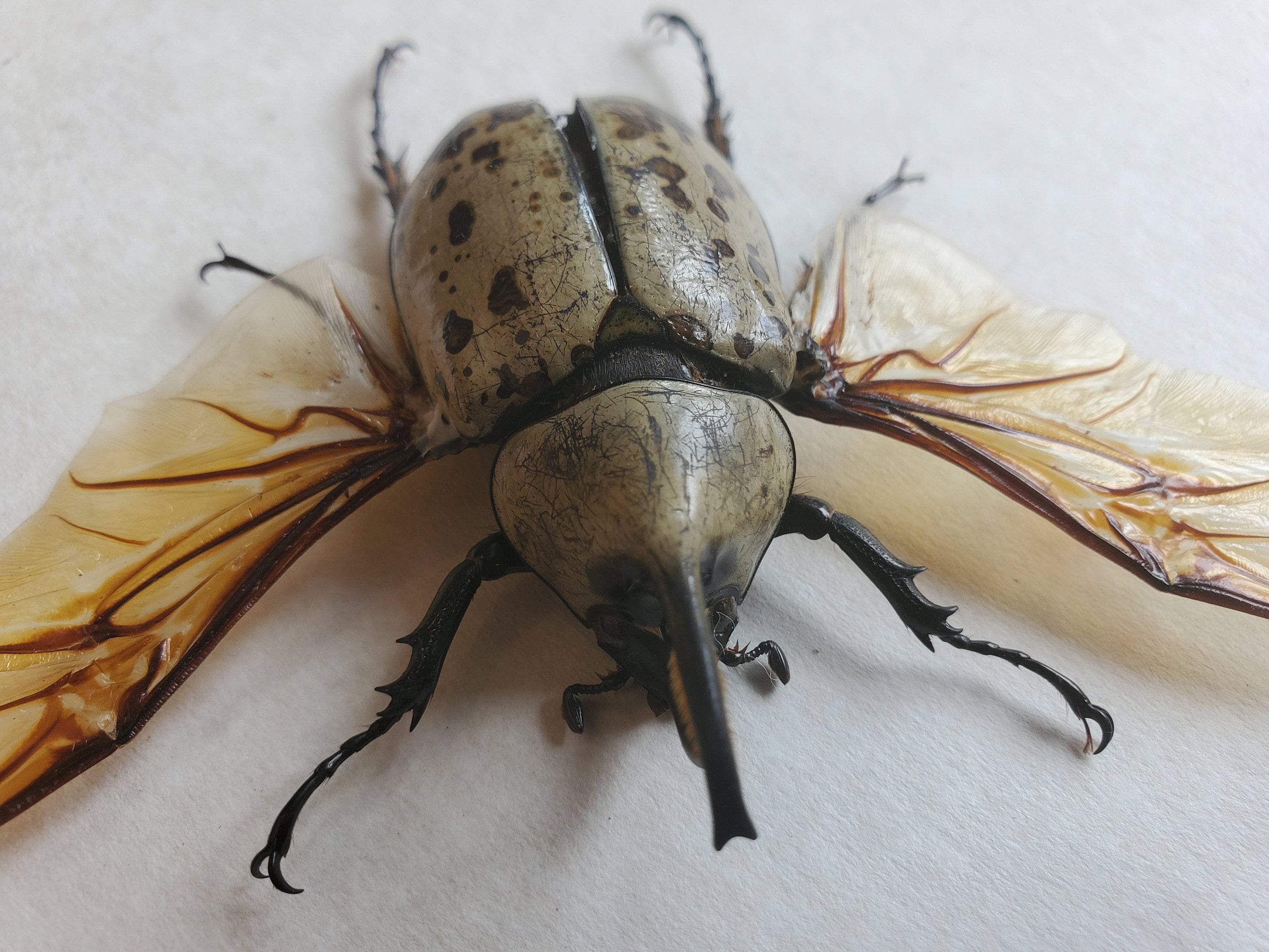 Western Hercules Beetle Dynastes Grantii Coleoptera Framed - Etsy