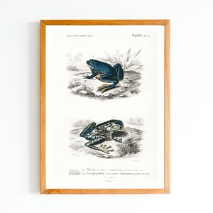 Vintage Animal Prints Set of 6, Animal Prints, Natural History Art ...