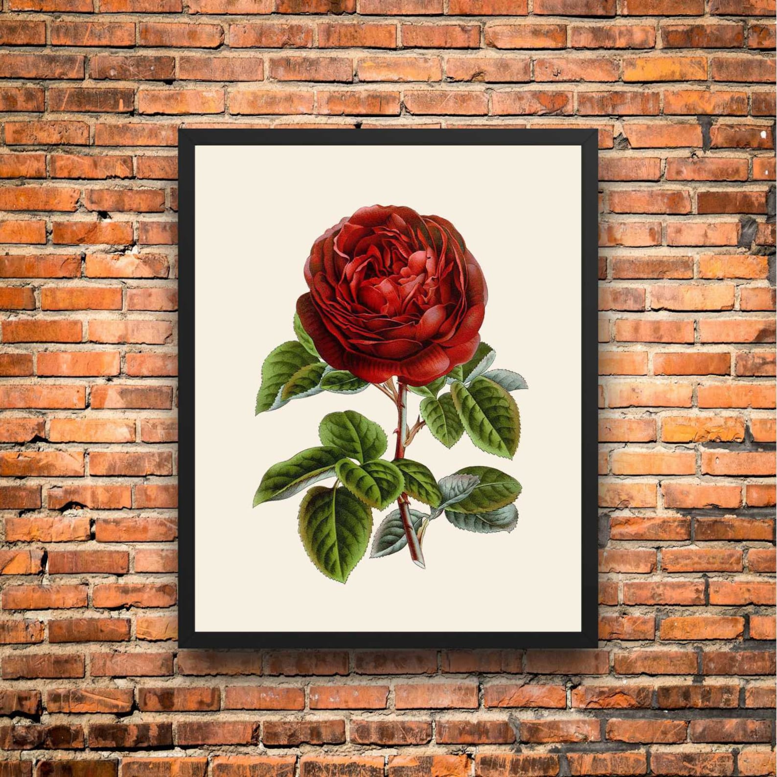 Red Rose Print Botanical Prints Red Flower Print Botanical | Etsy