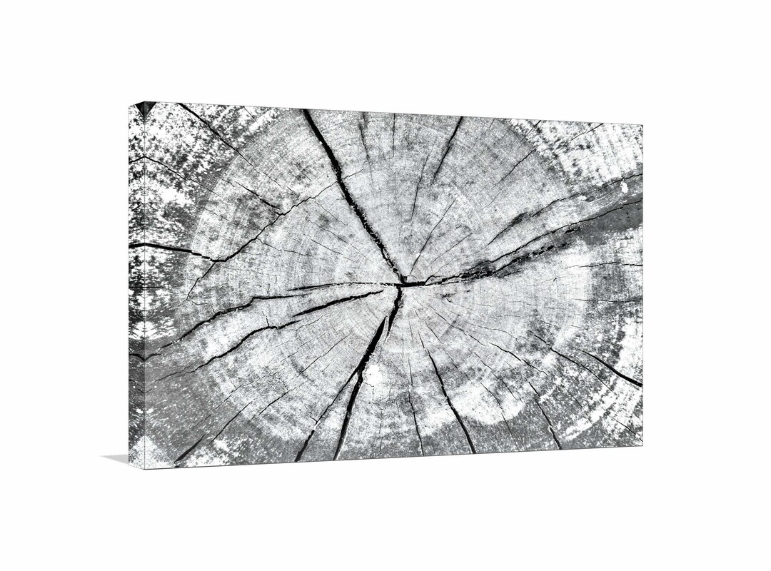 Tree Stump Black and White Canvas Art,stump Tree Print,nature Wall Art ...