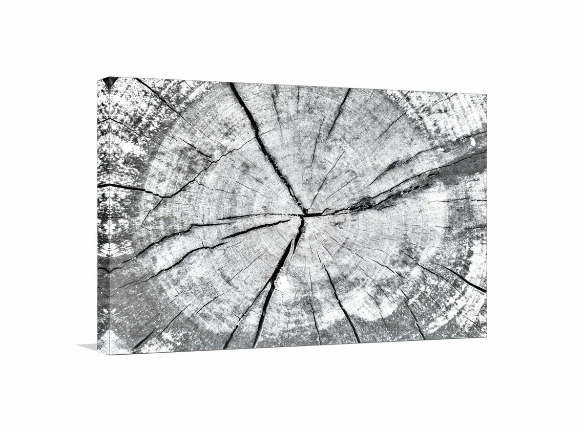 Tree Stump Black and White Canvas Artstump Tree Printnature - Etsy