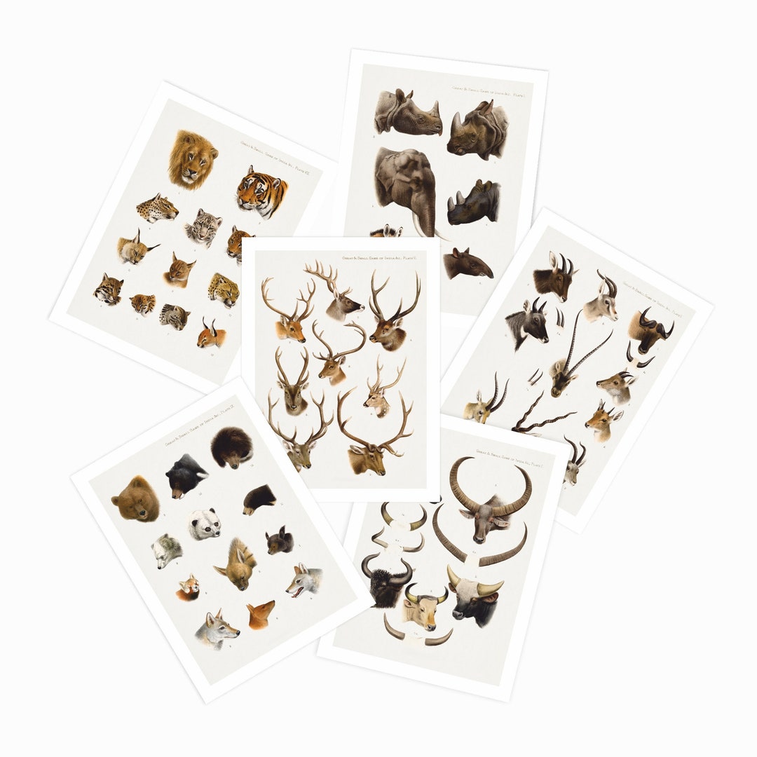 Wild Animal Prints Set of 6, Safari Jungle Wall Art, Animal Poster - Etsy