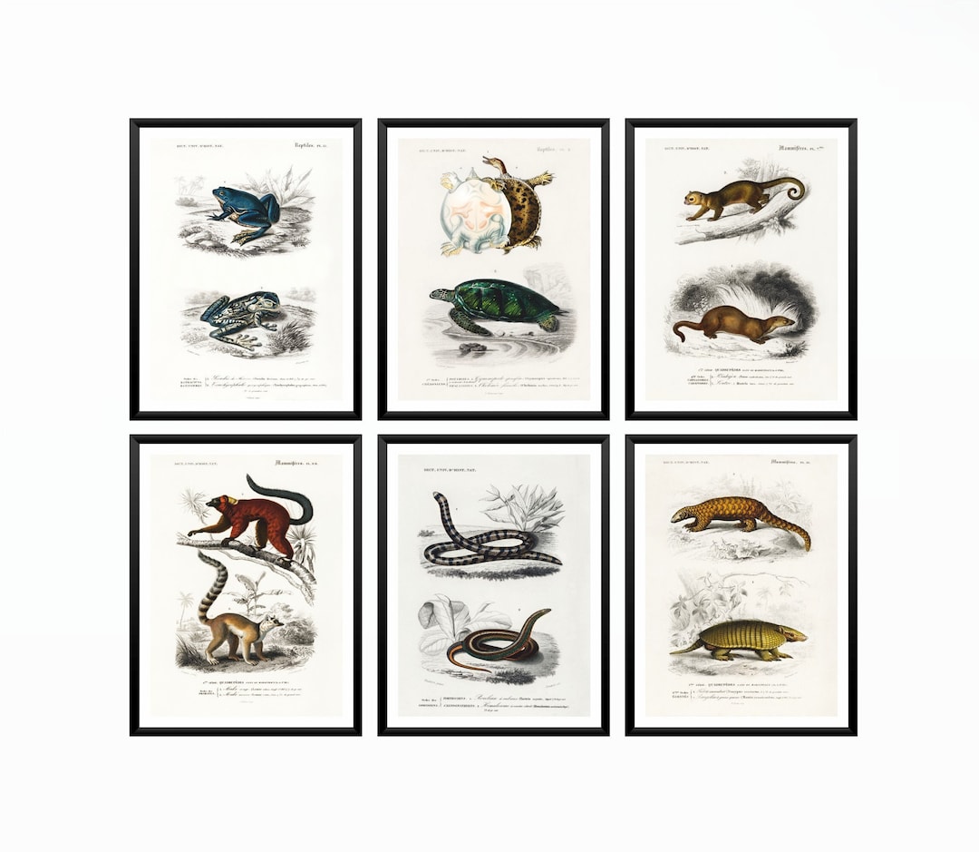 Vintage Animal Prints Set of 6, Animal Prints, Natural History Art ...