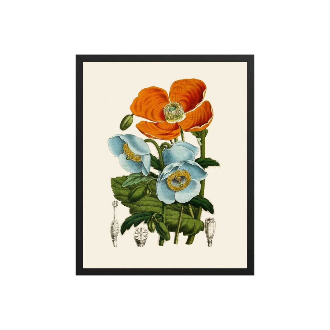 Flower Poppy Print | Botanical Prints, Blue Flower Print, Botanical ...
