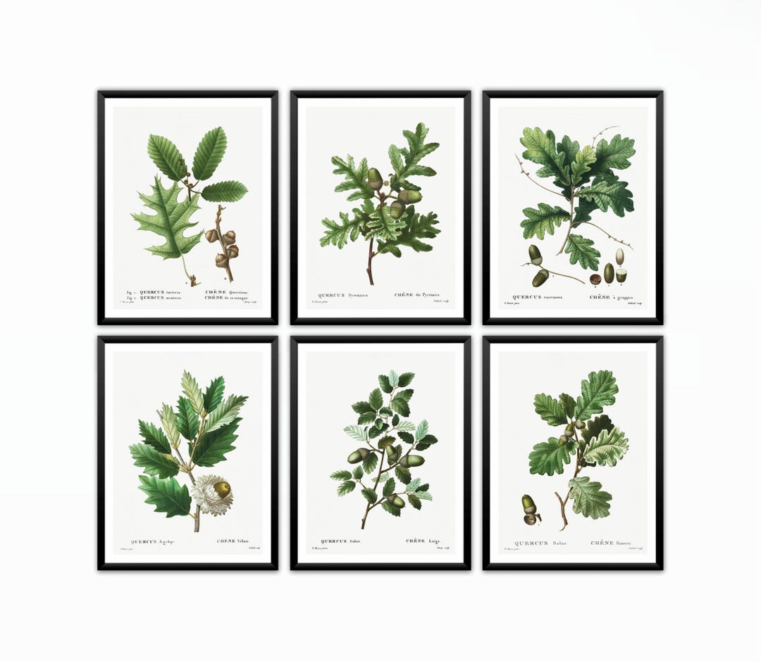 Oak Leaf Botanical Prints Set of 6, Oak Botanical Poster, Oak Wall Art ...