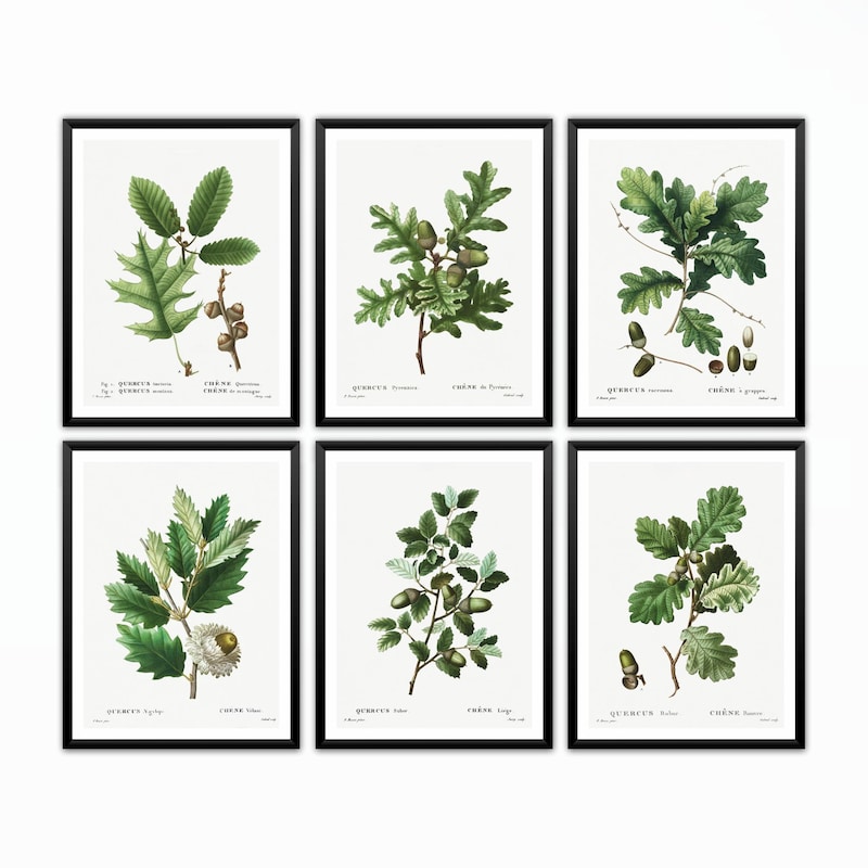 Botanical Poster - Etsy