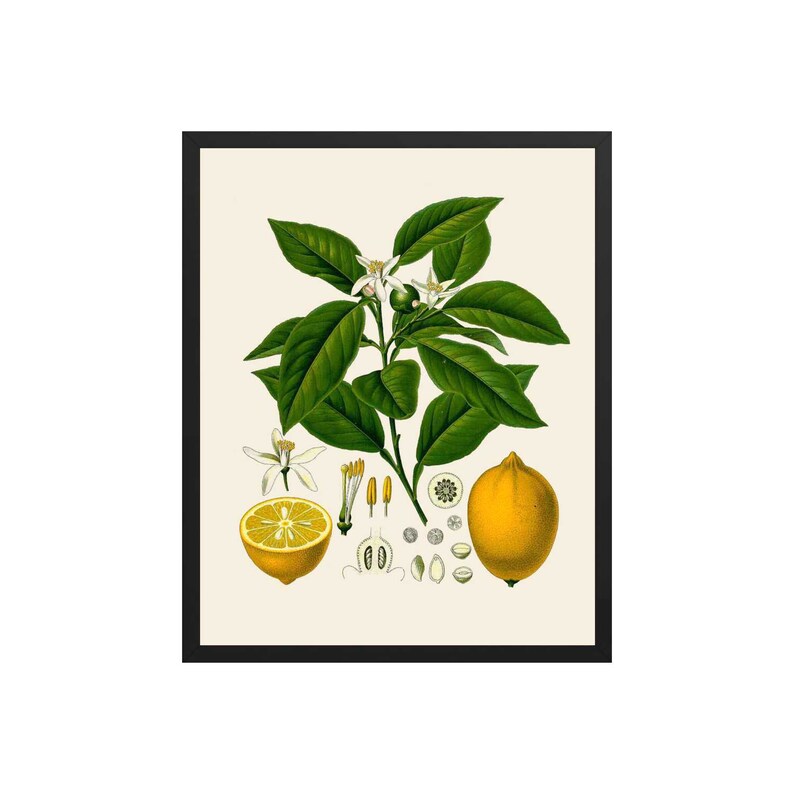 Vintage Lemon Print Botanical Prints Vintage Fruit - Etsy