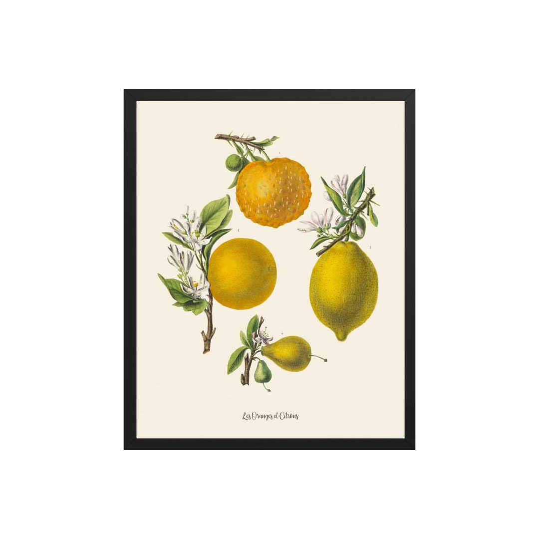 Vintage Lemon Print | Botanical Prints, Vintage Fruit, Botanical Wall ...