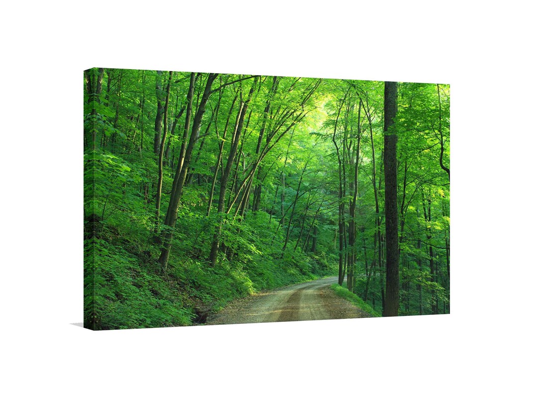 Green Forest Canvas Art, Forest Print, Landscape Path, Forest Wall Art ...