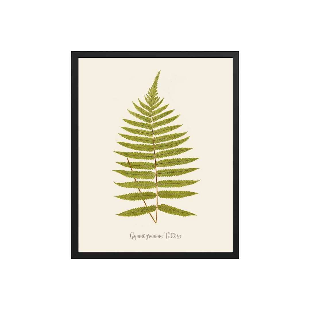 Vintage Fern Botanical Print: Woodland Wall Art - Etsy