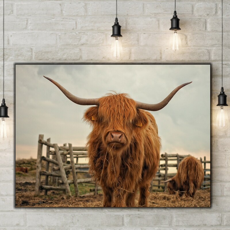 Highland Cow Wall Art - Etsy