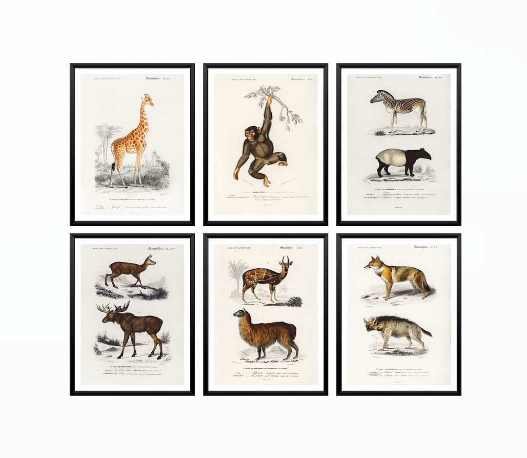 Vintage Animal Prints Set of 6, Animal Poster, Safari Nursery Art ...