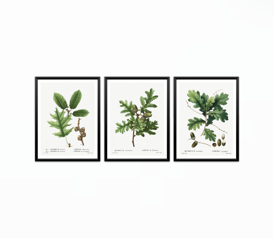 Oak Leaf Botanical Prints: Set of 3 Restored Posters - Etsy