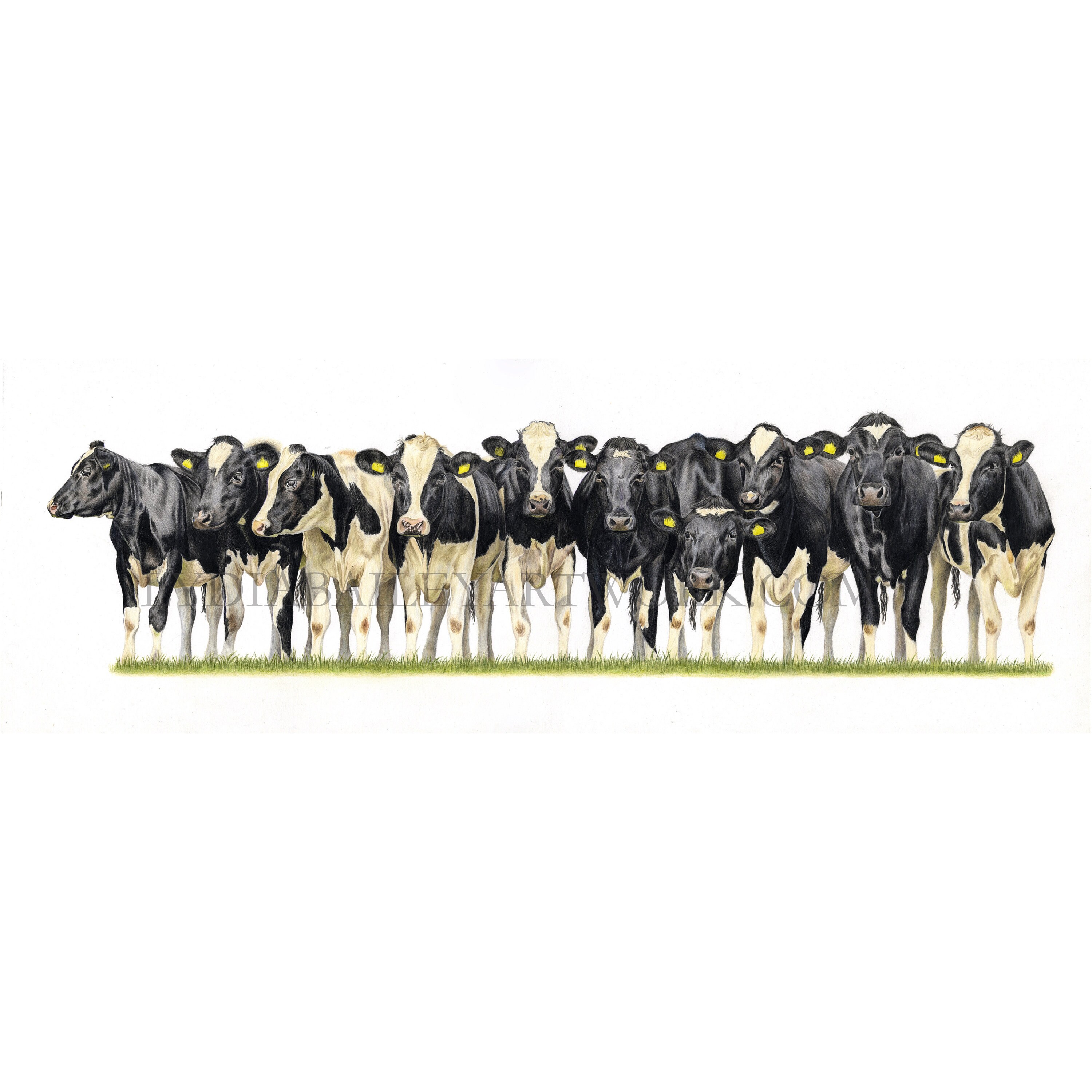 Here Come the Girls - Limited Edition Giclee Panoramic Cow Print ...