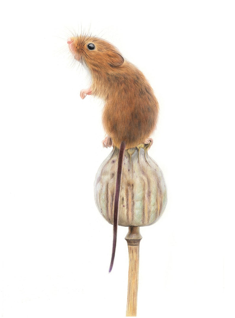 Poppies and Whiskers - Limited Edition Giclée Harvest Mouse Print ...