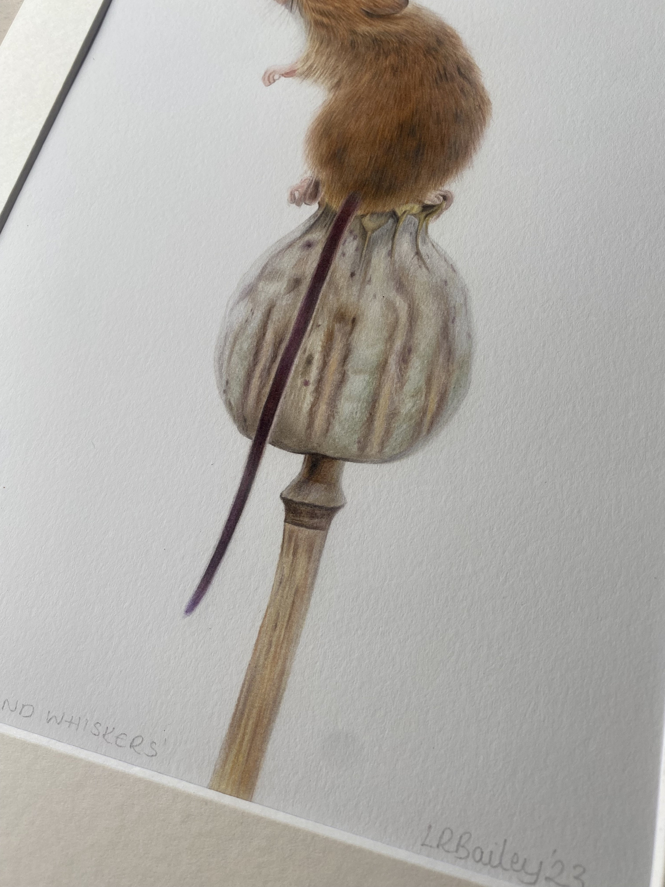 Poppies and Whiskers Limited Edition Giclée Harvest Mouse Print ...