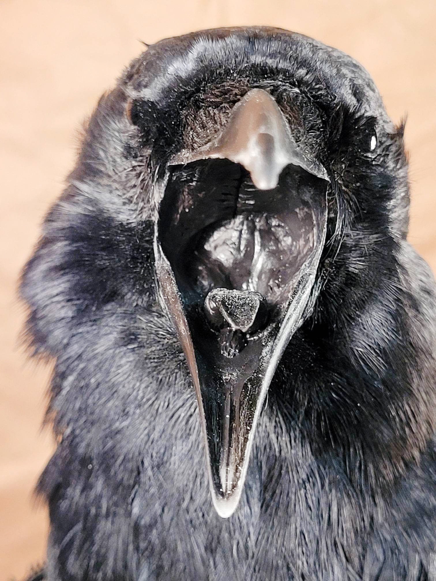 Crow Taxidermy Open Beak - Etsy