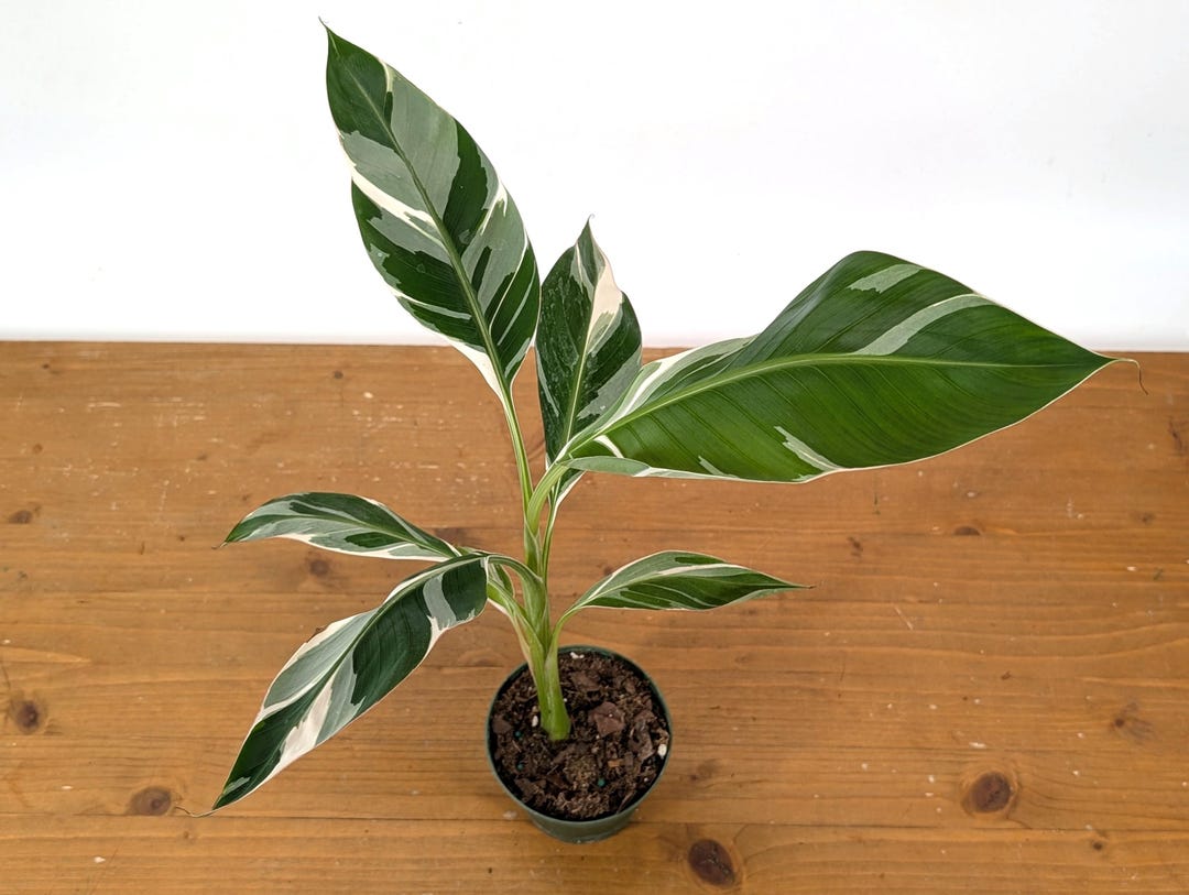 Variegated Banana Musa Florida - Grows Edible Fruit - Variegated ...