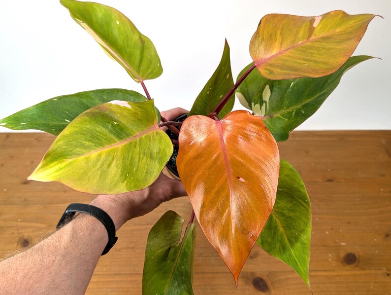Philodendron Persimmon Princess 4 Inch Pots - Variegated Indoor Plant ...