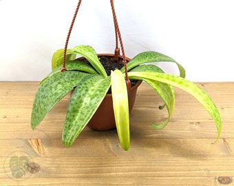 Variegated Leopard Lily | Etsy