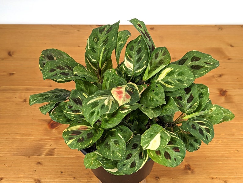 Variegated Maranta Beauty Kim Leuconeura Prayer Plant - Etsy