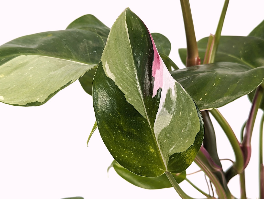 Tricolor White Princess Philodendron Exact Plant Pictured ID 02A - Etsy