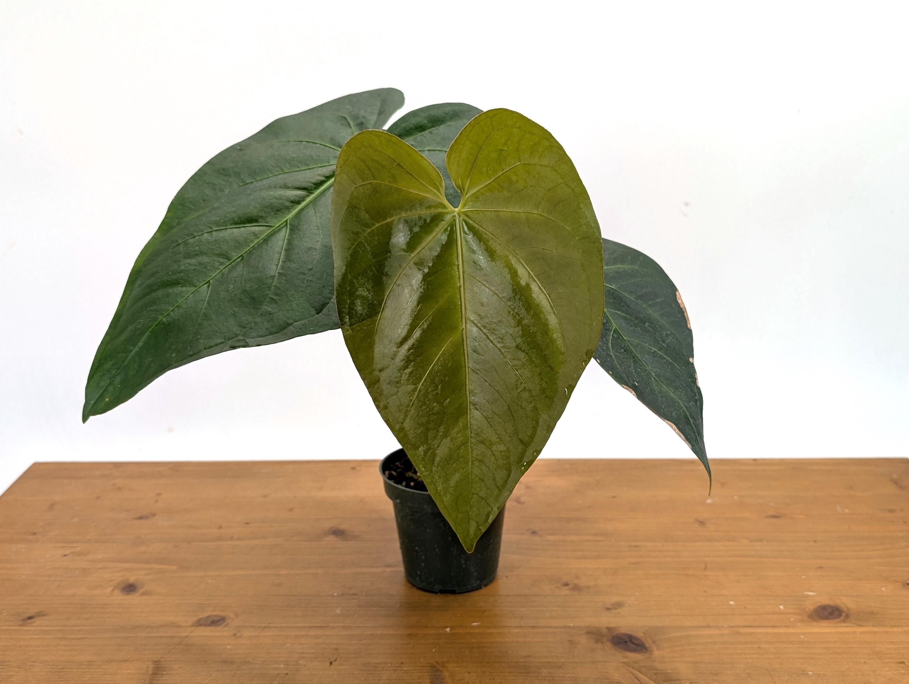 Anthurium Magnificum Verde - in 4 Inch Pot Live Houseplant - Etsy